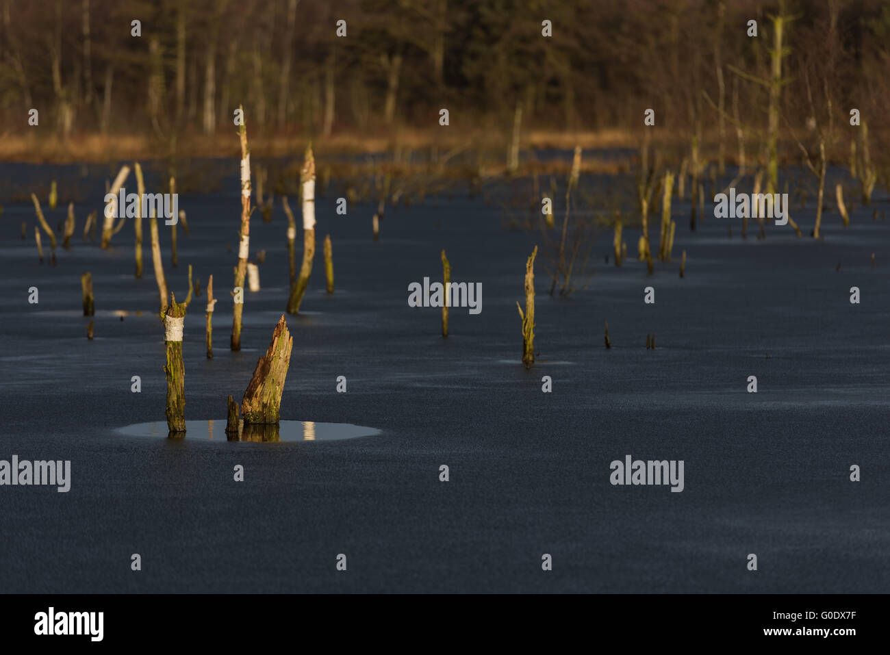 Swamp in Germany Stock Photo - Alamy