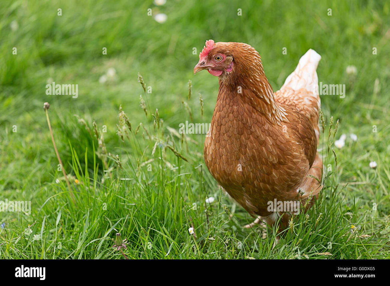 Animals with feathers hi-res stock photography and images - Alamy