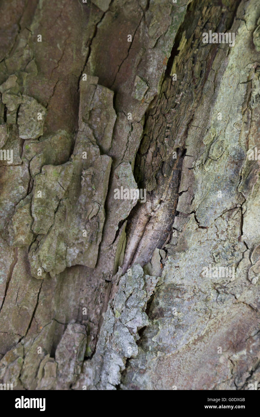 Fibrous bark hi-res stock photography and images - Alamy