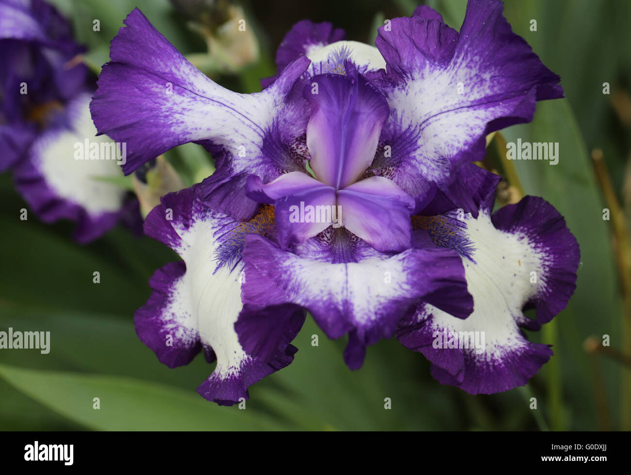 Iris botanik hi-res stock photography and images - Alamy