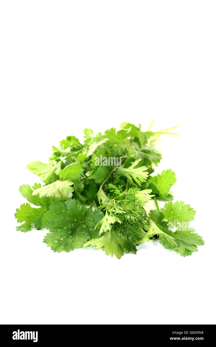real green coriander Stock Photo - Alamy