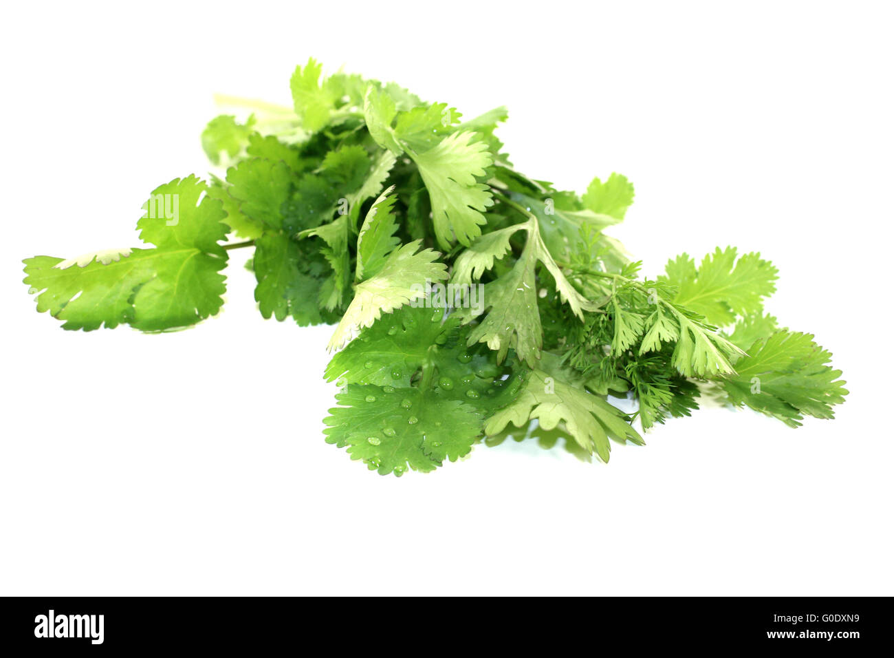 Bunch of coriander hi-res stock photography and images - Alamy