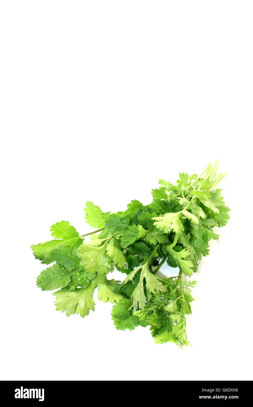 Coriander cilantro bunch hi-res stock photography and images - Alamy
