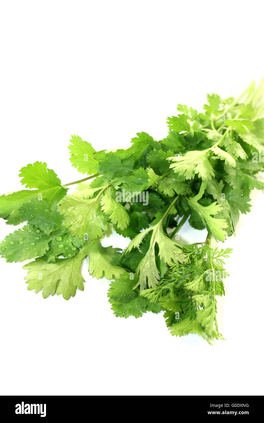 fresh green coriander Stock Photo - Alamy