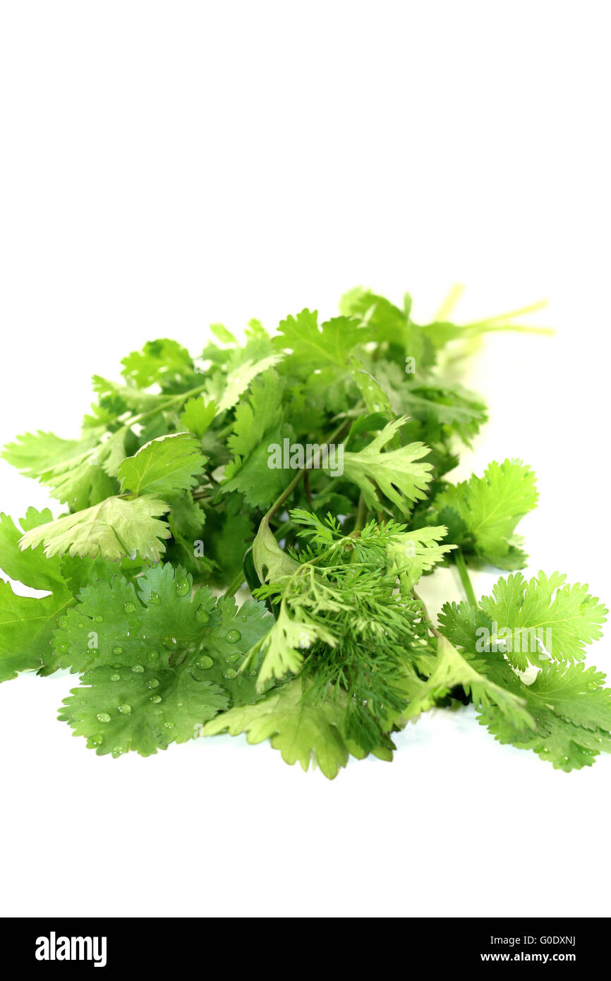 Bunch of coriander hi-res stock photography and images - Alamy