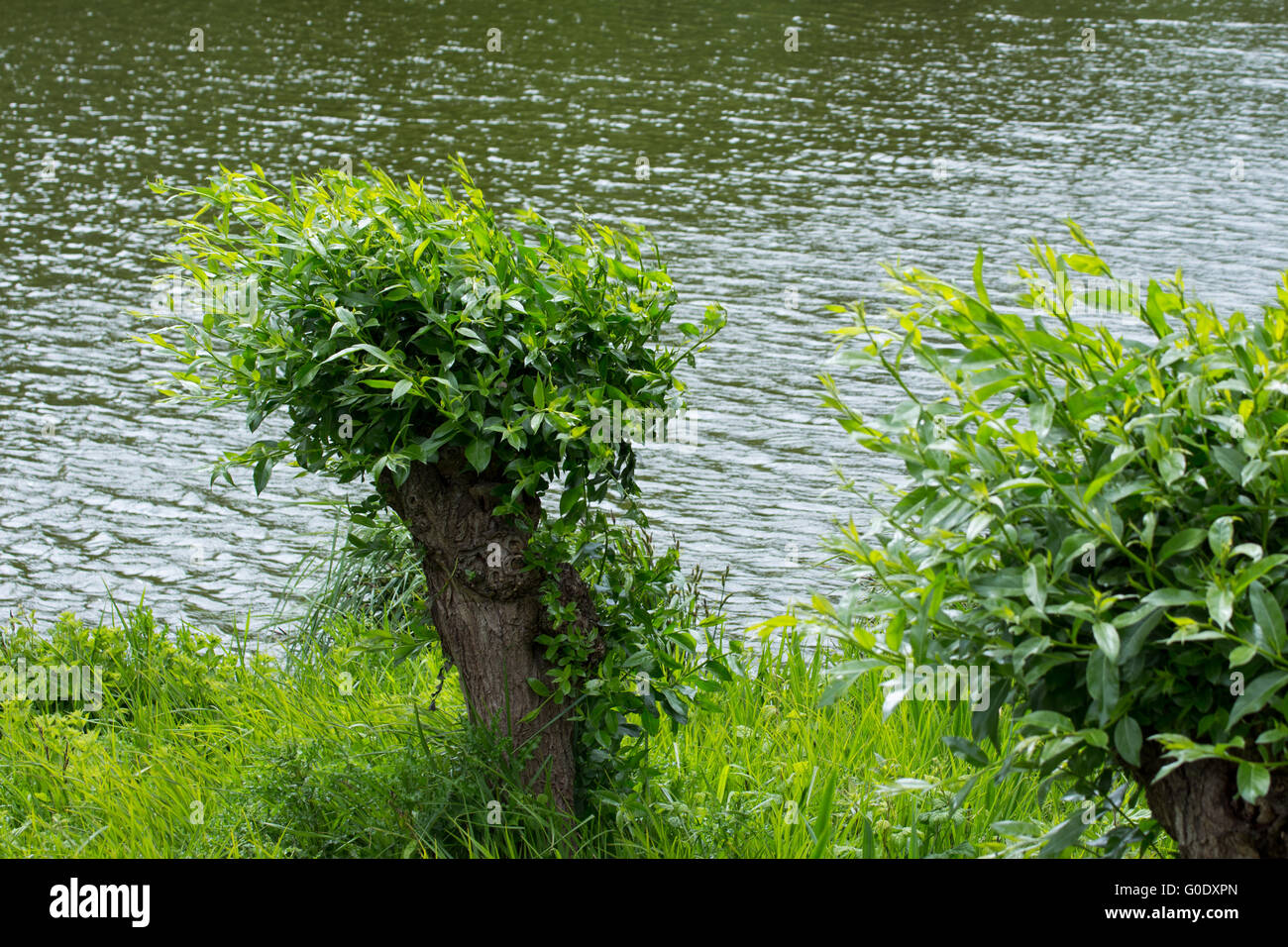 Willow sprouts hi-res stock photography and images - Alamy