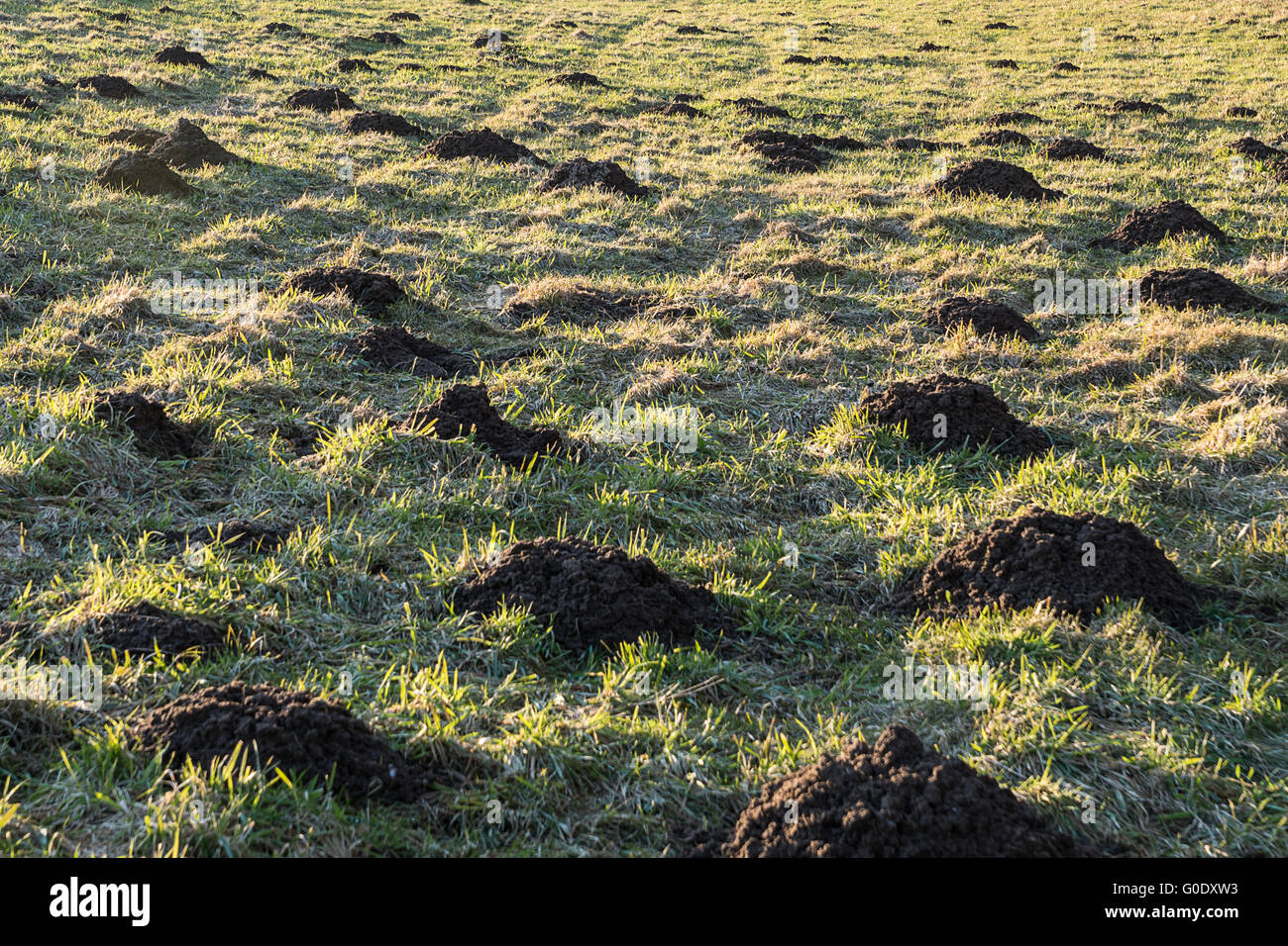 Mole pile hi-res stock photography and images - Alamy