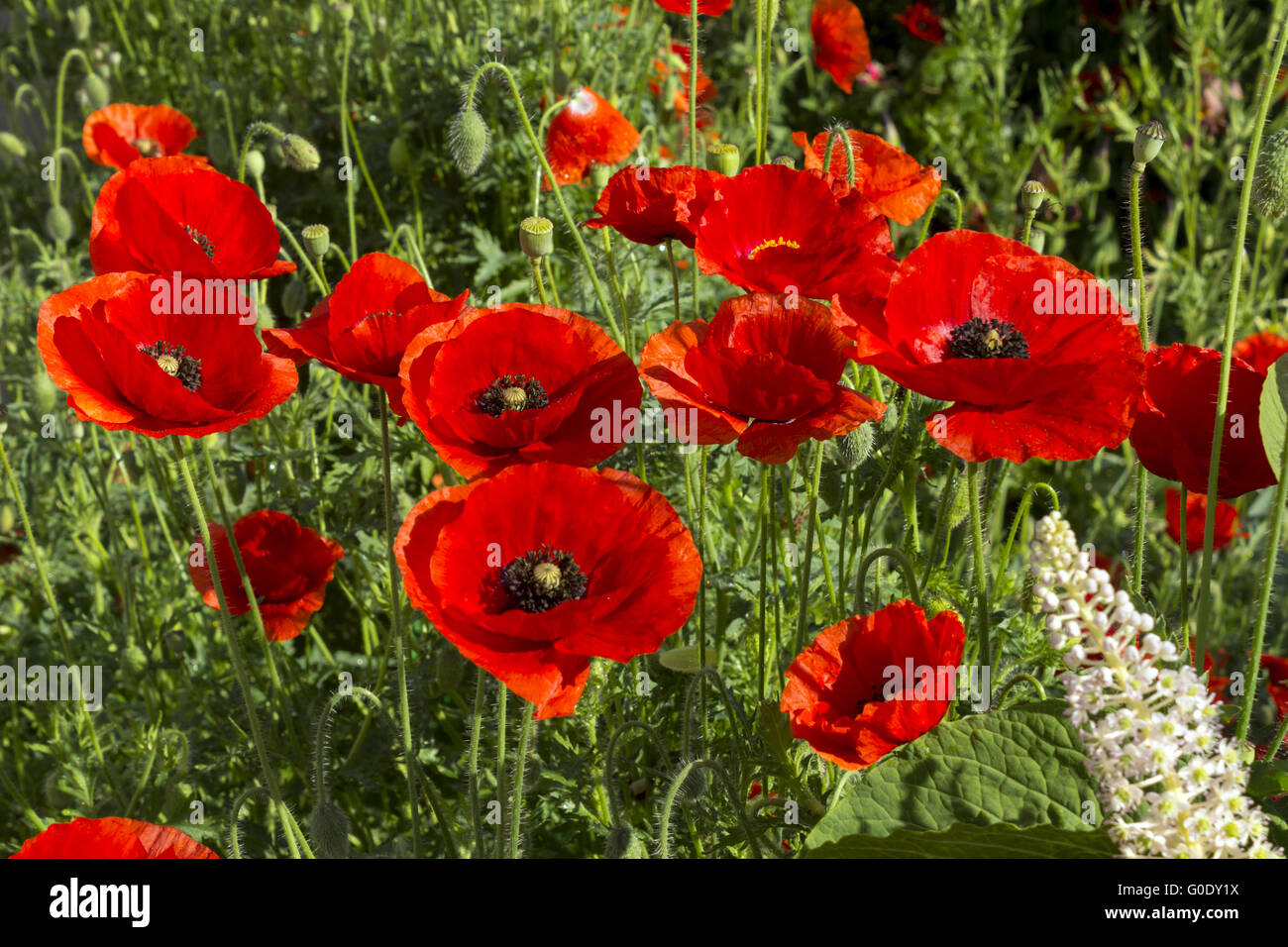 Red grass land hi-res stock photography and images - Alamy