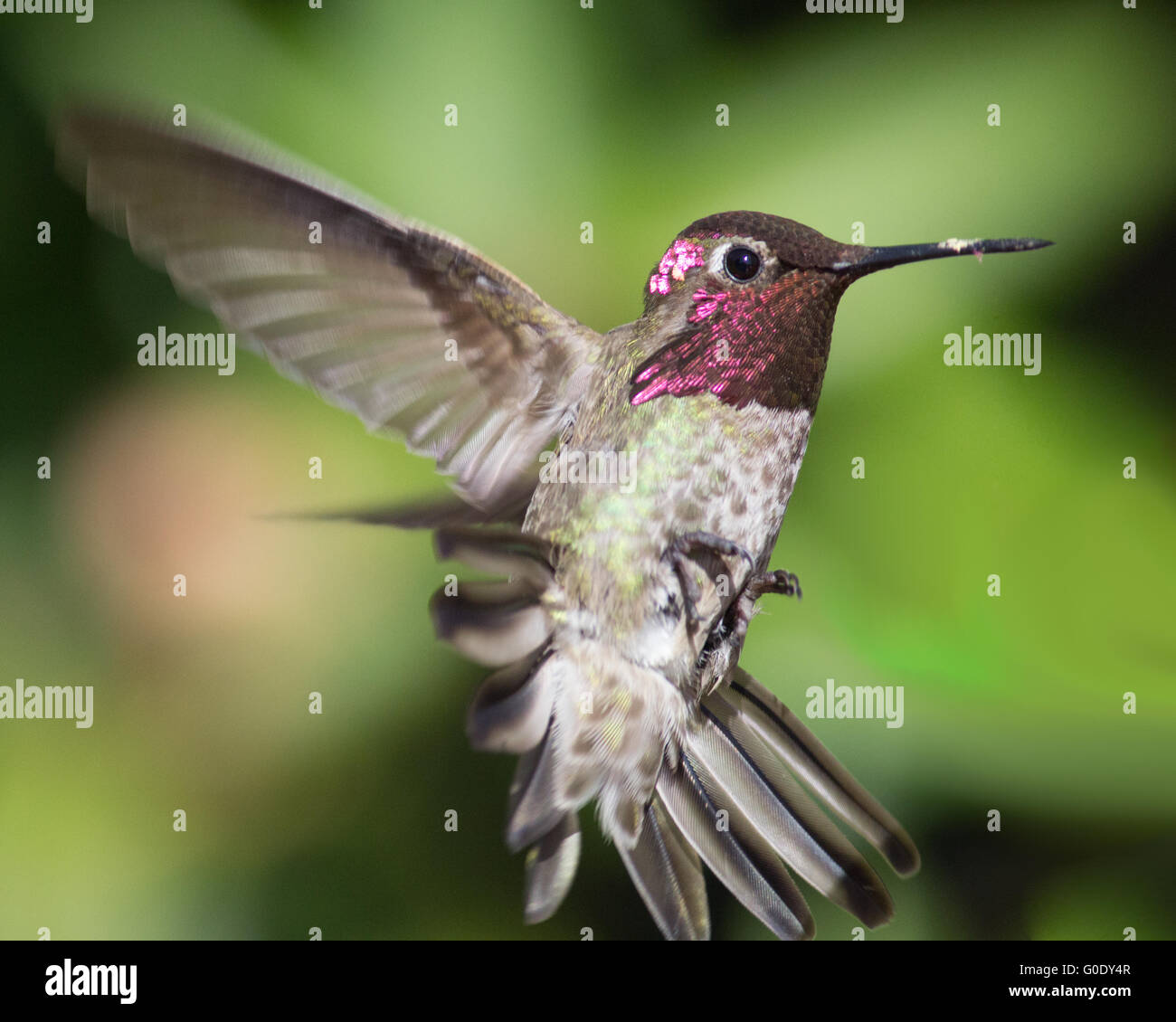 Hummingbird in Flight Stock Photo - Alamy