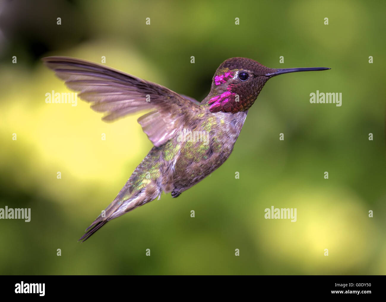 Hummingbird in Flight Stock Photo - Alamy