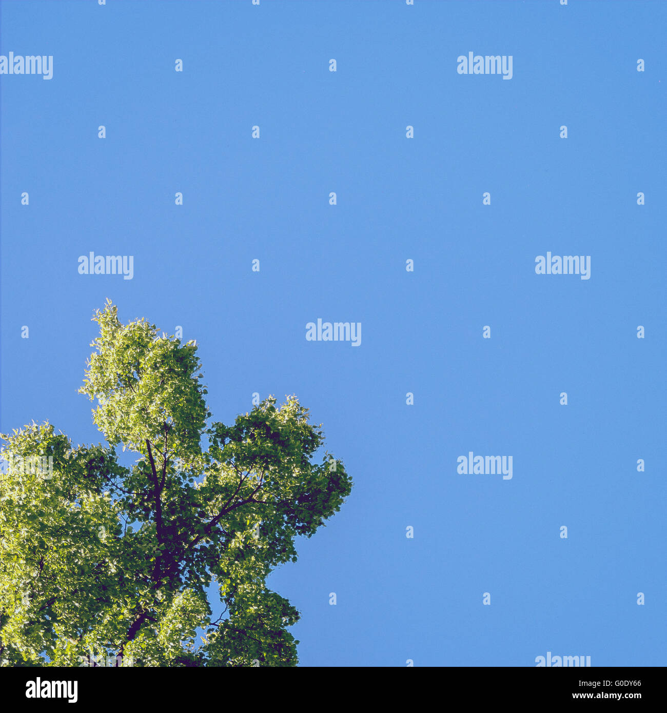 Sky and tree Stock Photo - Alamy