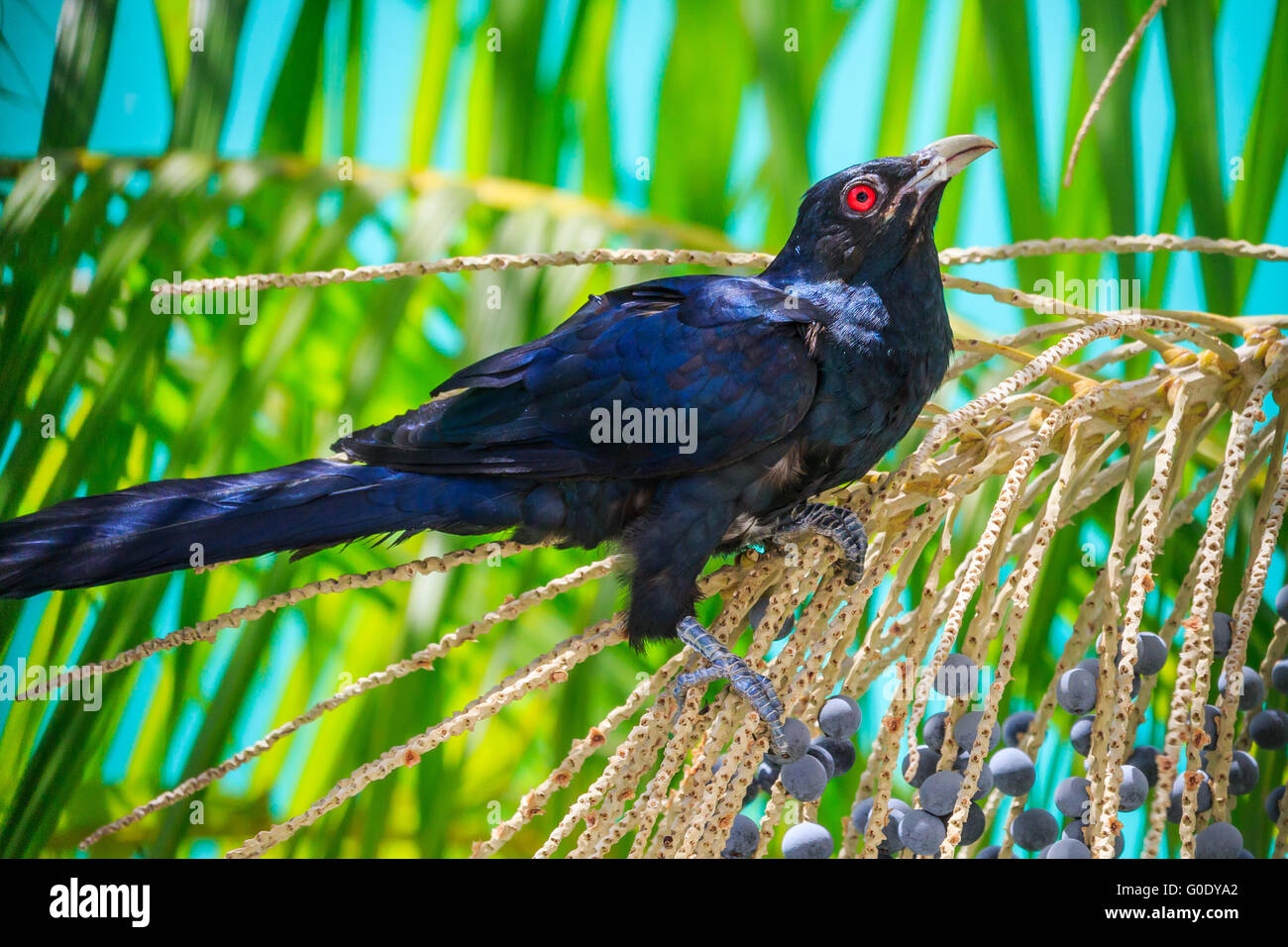 Common Koel High Resolution Stock Photography and Images - Alamy