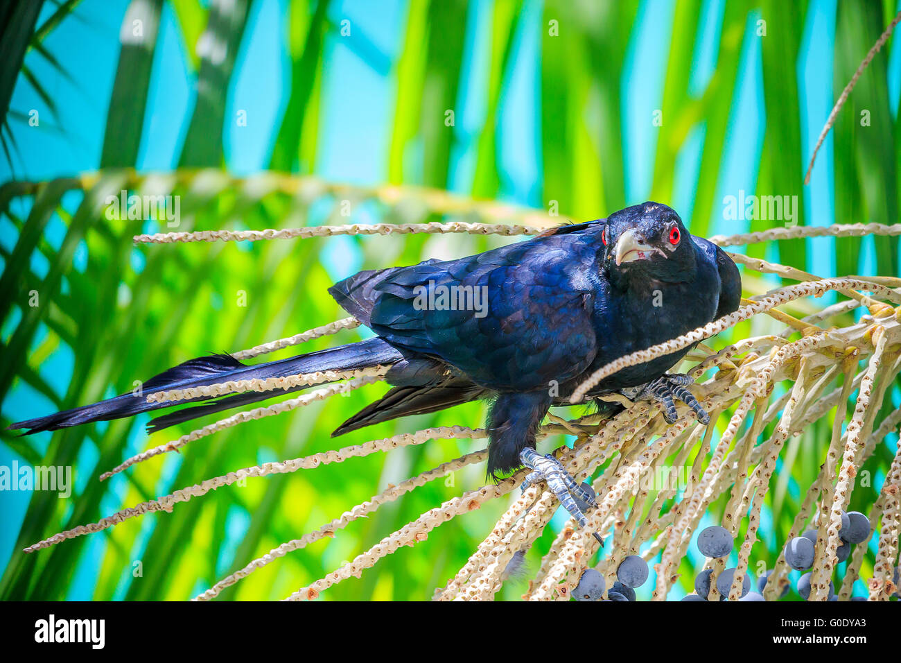 Male Asian Koel Stock Photo - Alamy