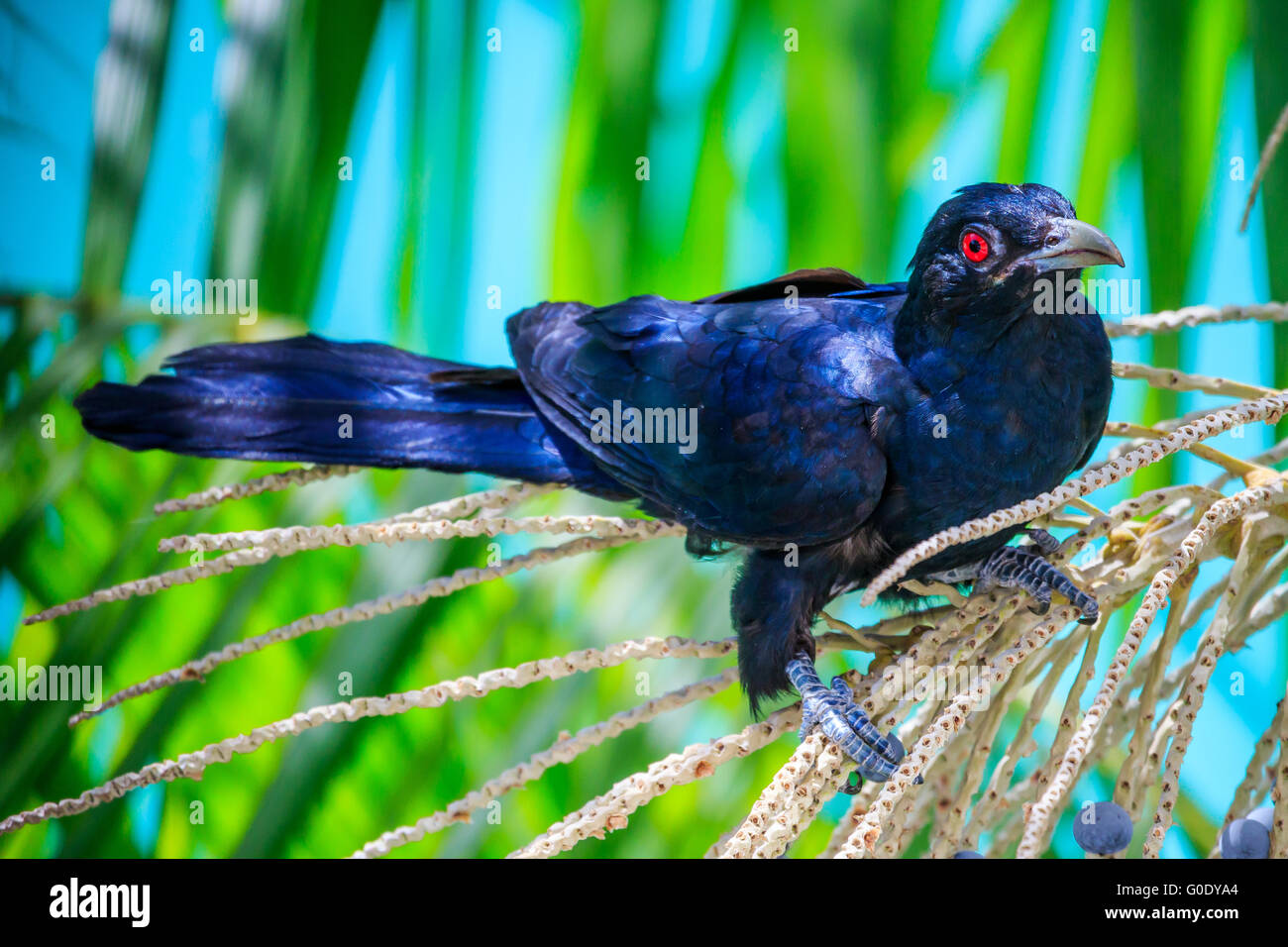Common Koel High Resolution Stock Photography and Images - Alamy