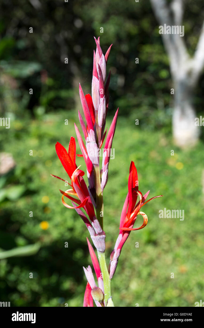 bright red orchids in Cuba Stock Photo - Alamy