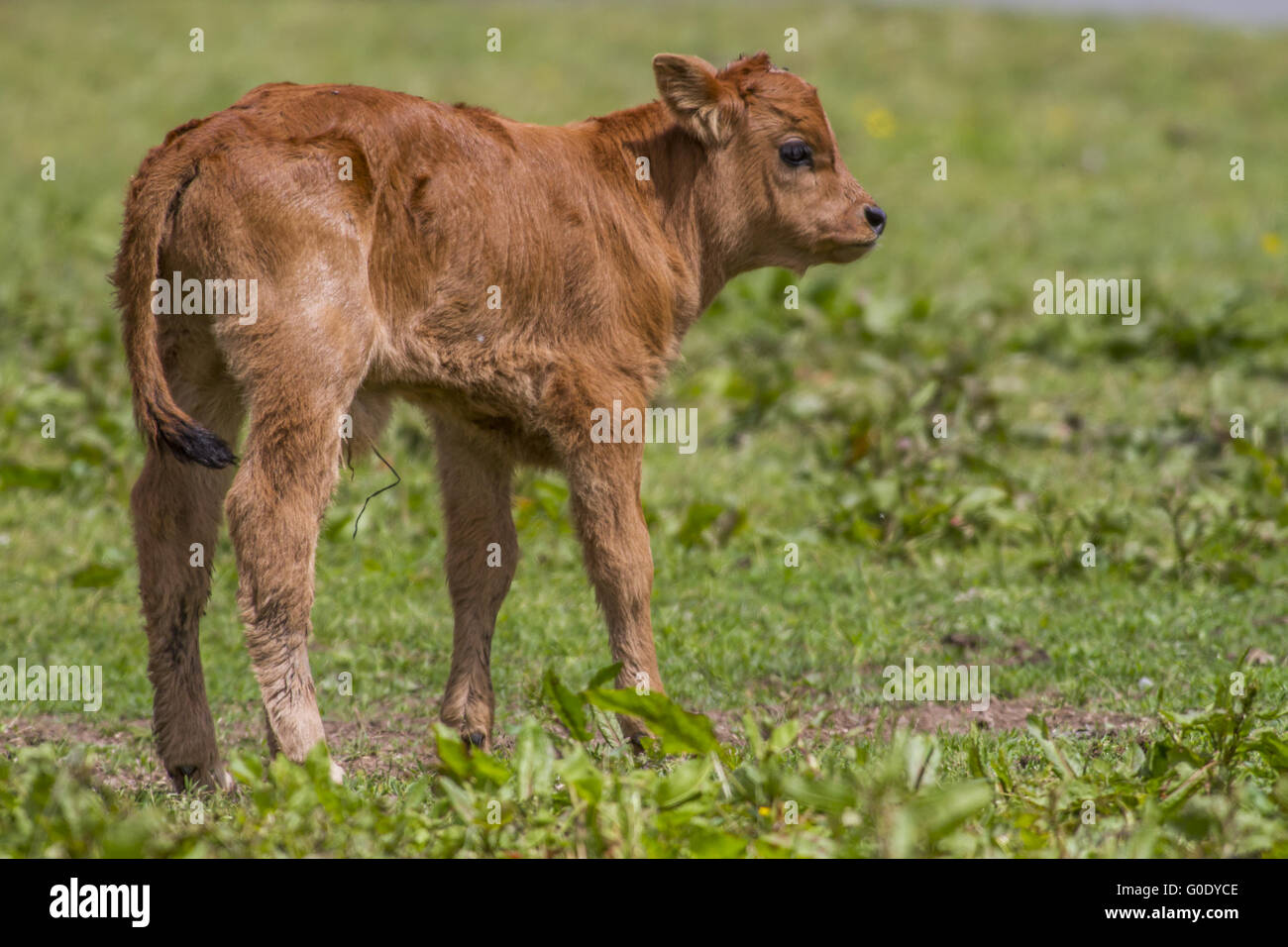 Heckrind hi-res stock photography and images - Alamy