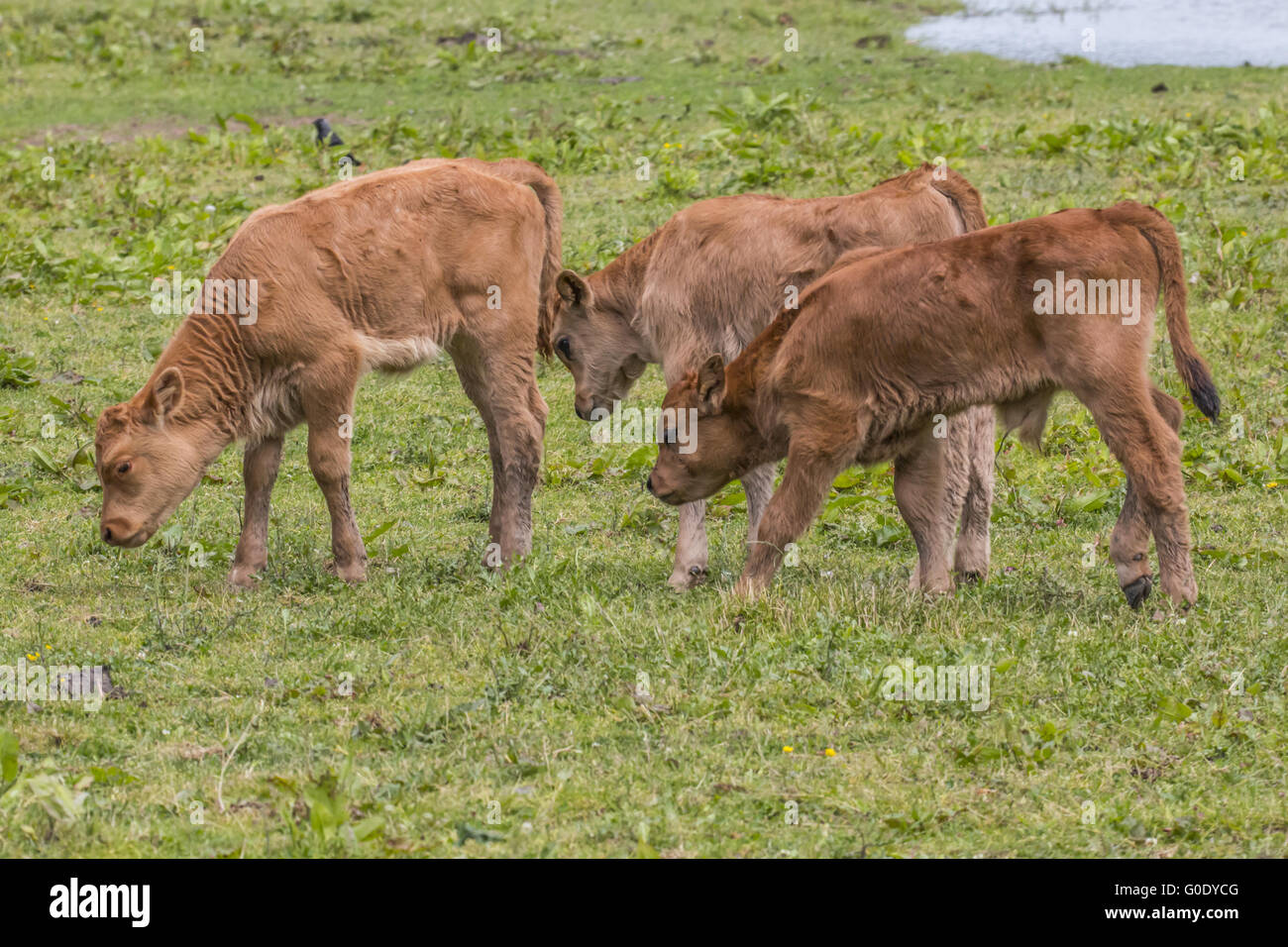 Heckrind High Resolution Stock Photography and Images - Alamy
