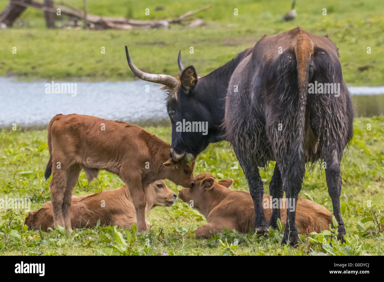 Heck rind hi-res stock photography and images - Alamy