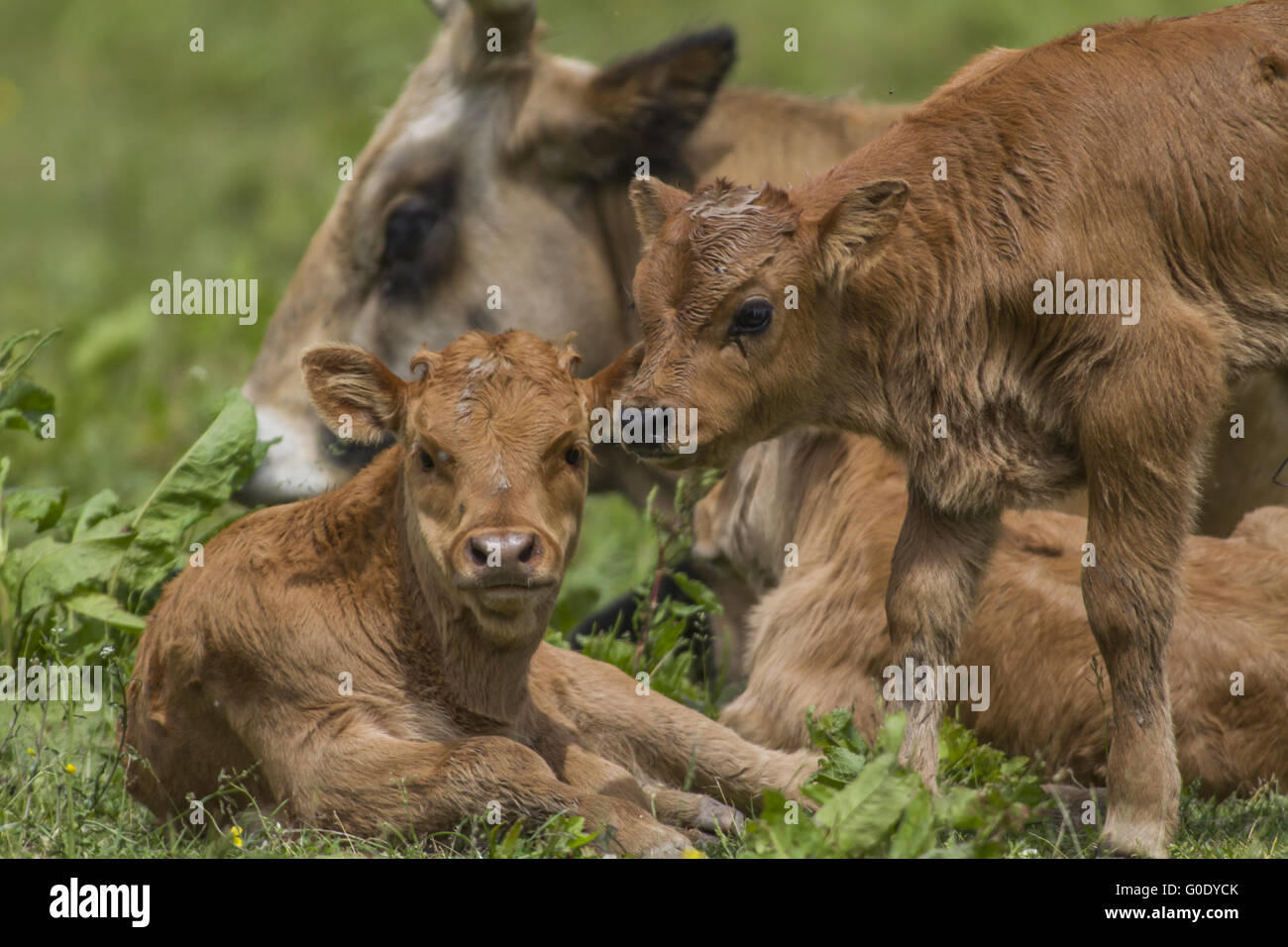 Heckrind High Resolution Stock Photography and Images - Alamy