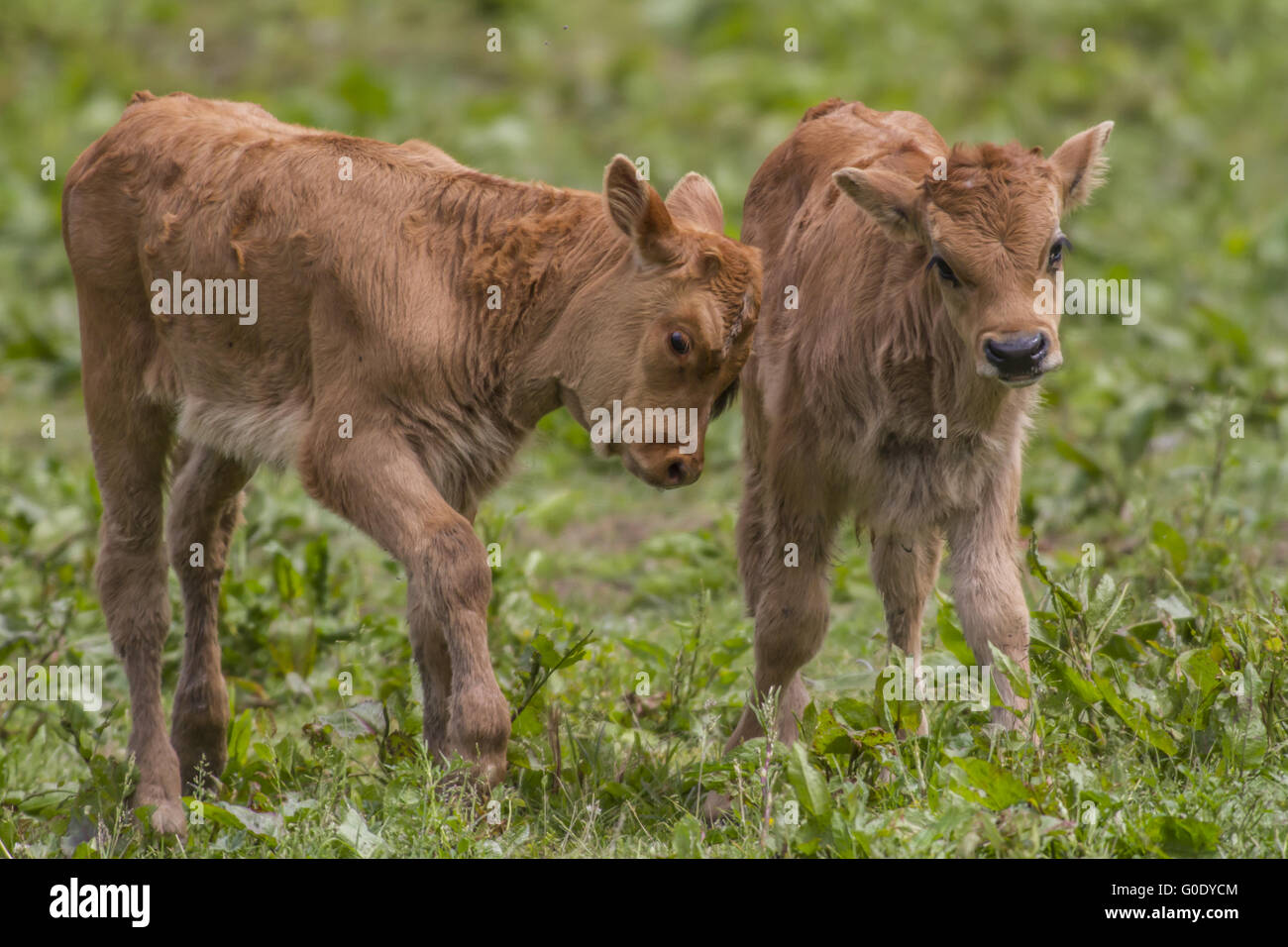 Heckrind hi-res stock photography and images - Alamy