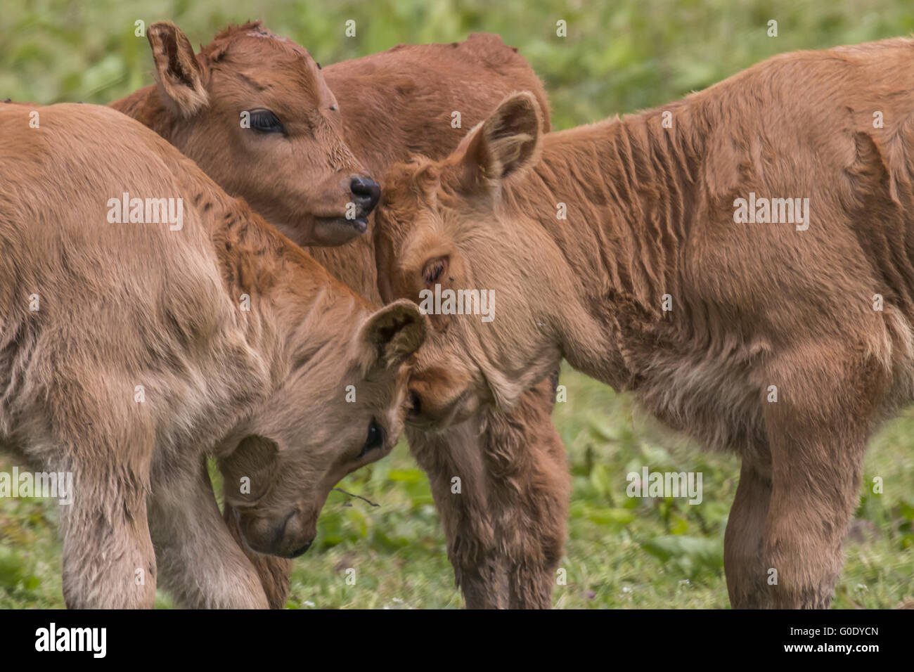 Heckrind hi-res stock photography and images - Alamy
