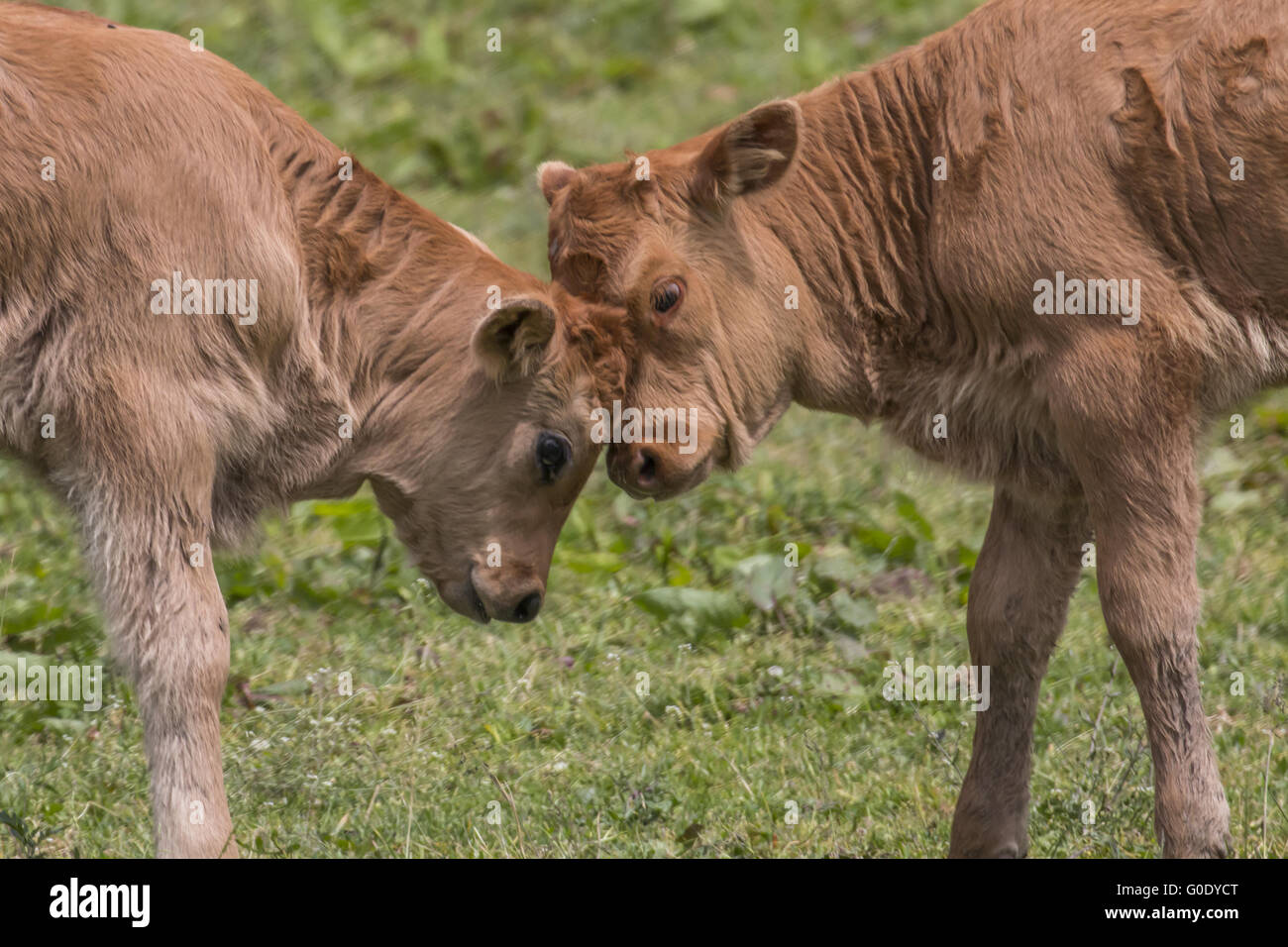 Heck cow hi-res stock photography and images - Alamy