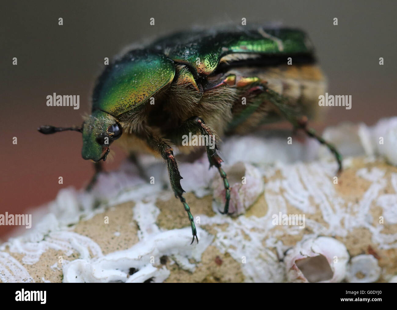 Dung beetle hi-res stock photography and images - Alamy