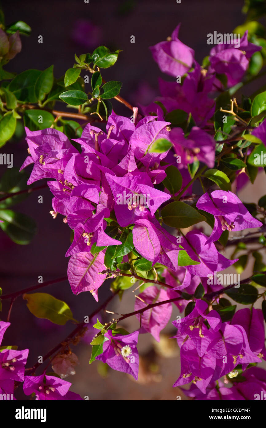 Thorny ornamental Bougainvillea vines in Mexico Stock Photo - Alamy
