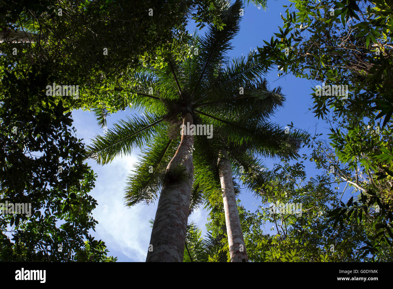 The Royal Palm Tree is the Cuban National Tree a symbol of the ...