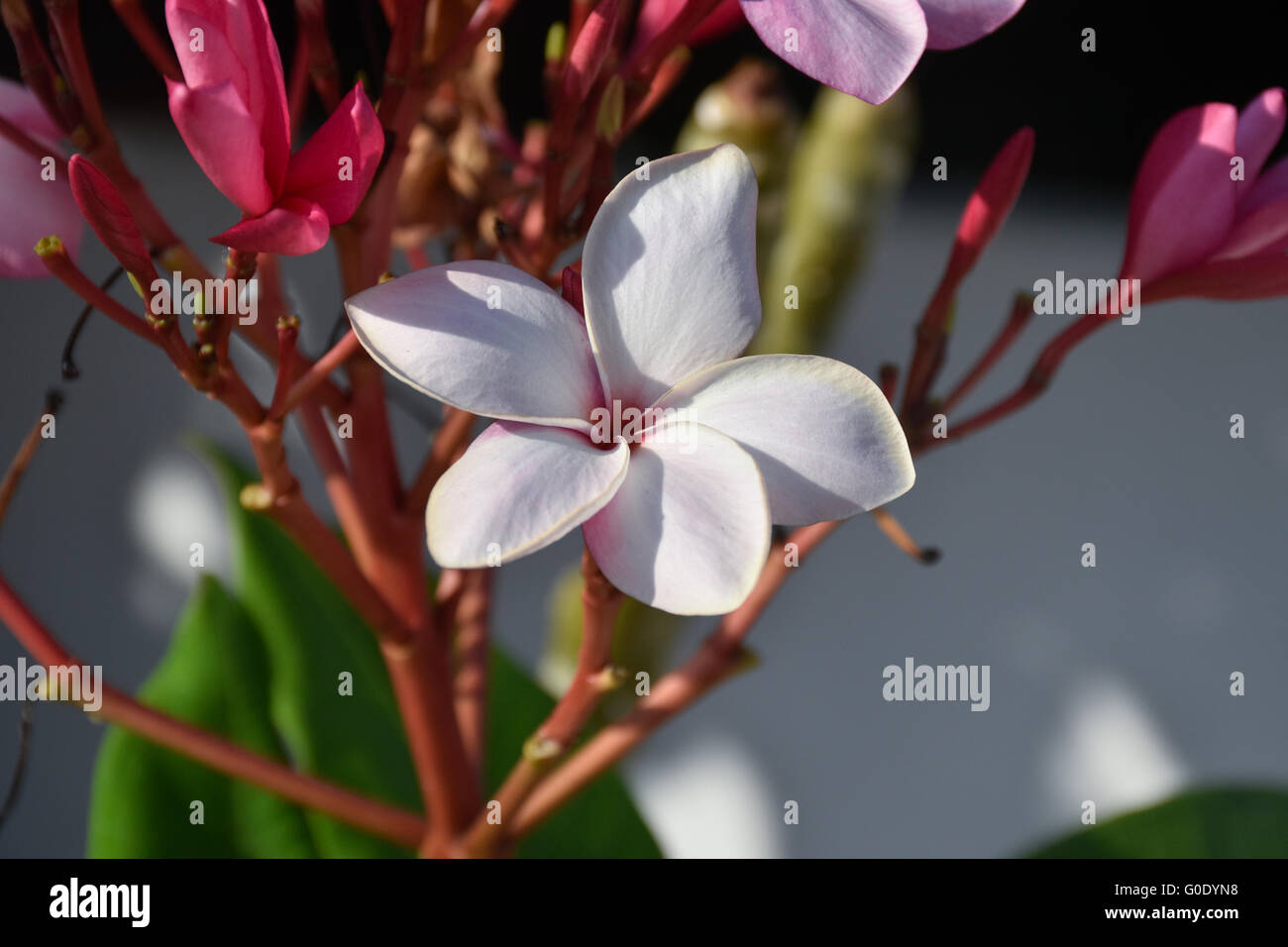 Plumeria flowers in Acapulco, Mexico Stock Photo - Alamy