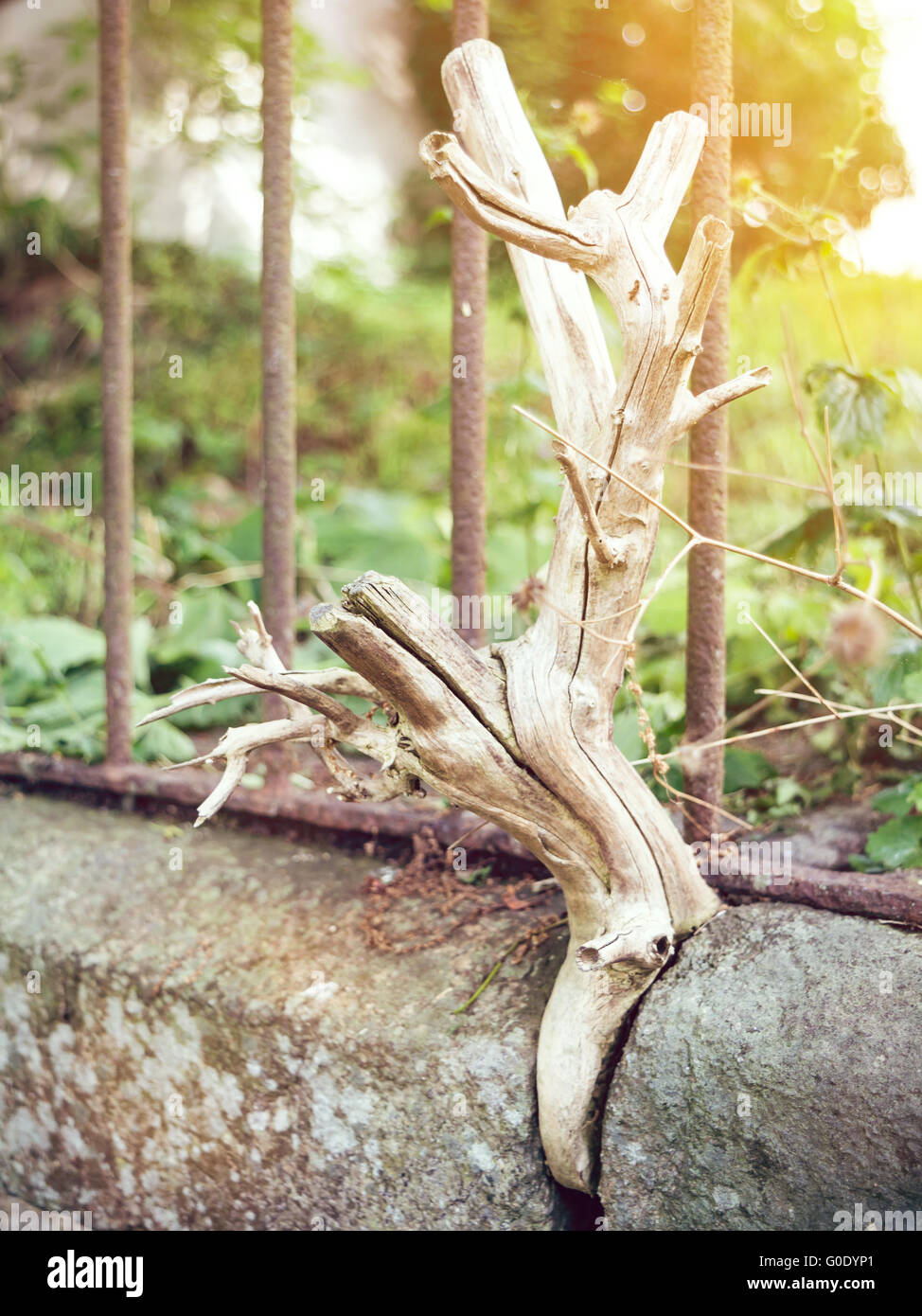 Sessile hi-res stock photography and images - Alamy