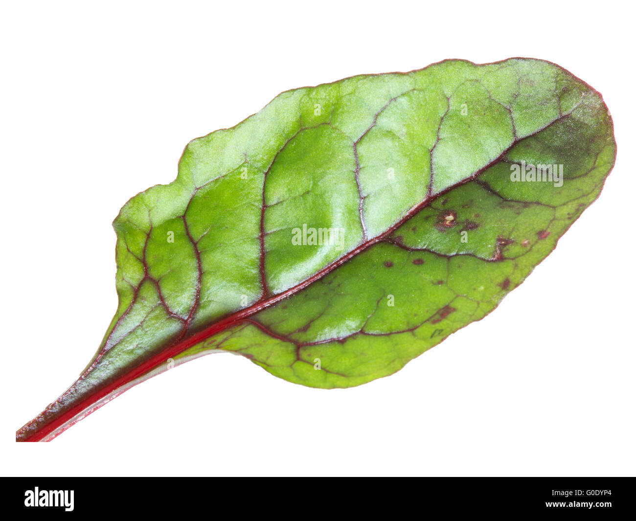 Mangold salat hi-res stock photography and images - Alamy