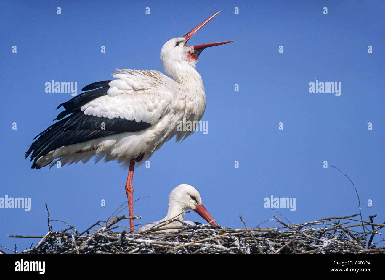 White Stork adult birds on their nest Stock Photo - Alamy