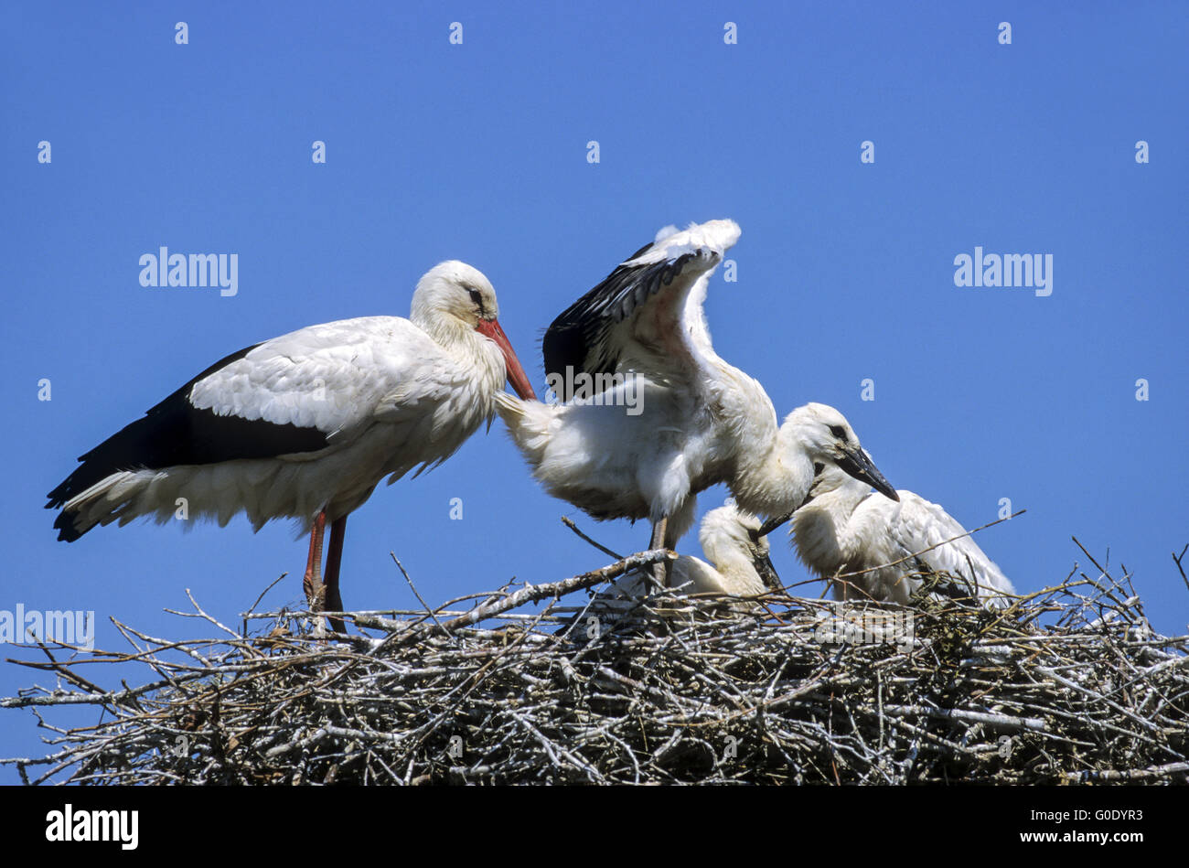 White Stork young bird exercise flying Stock Photo - Alamy