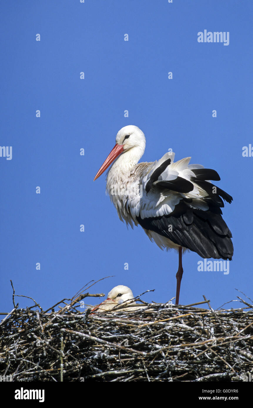 White Stork adult birds on their nest Stock Photo - Alamy