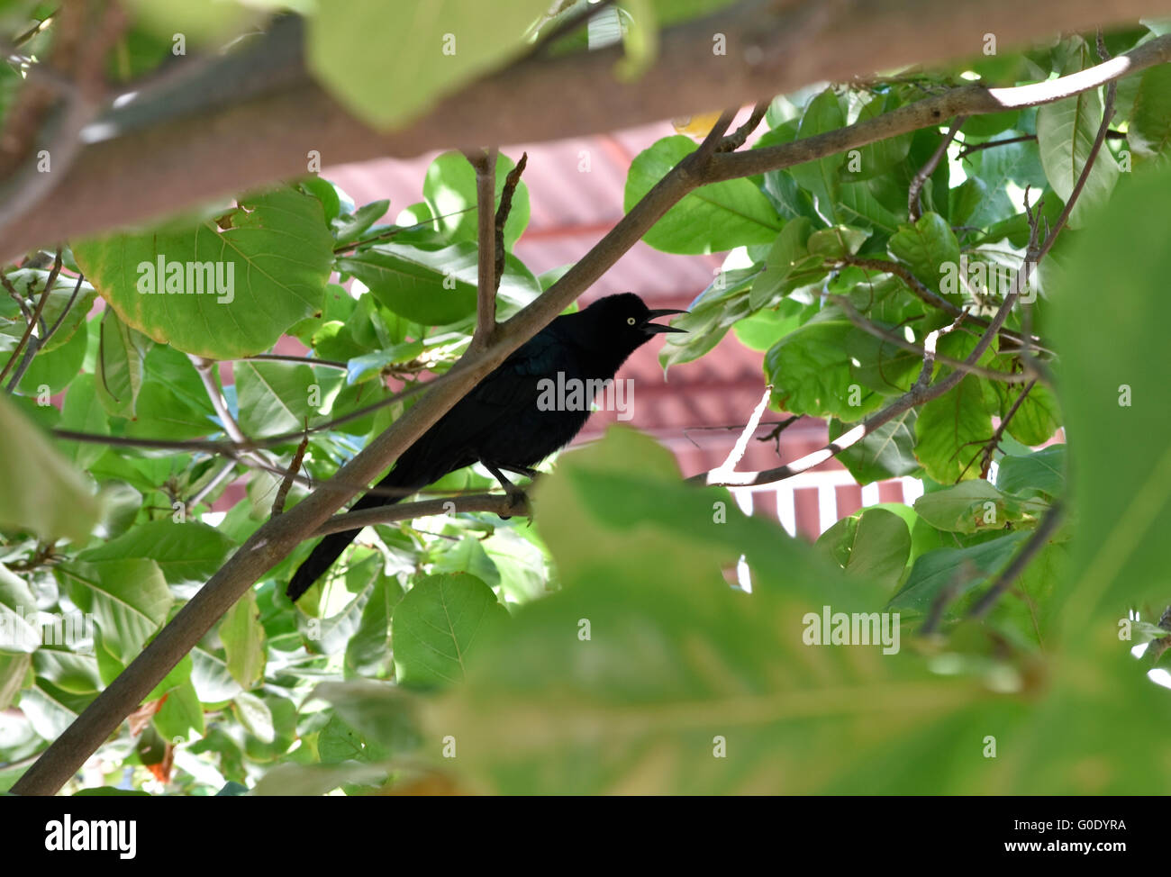Zanate mexican bird tropical hi-res stock photography and images - Alamy