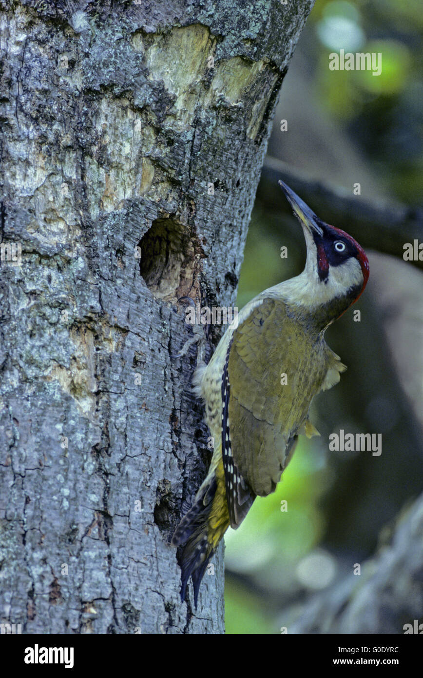 European Green Woodpecker adult male Stock Photo - Alamy