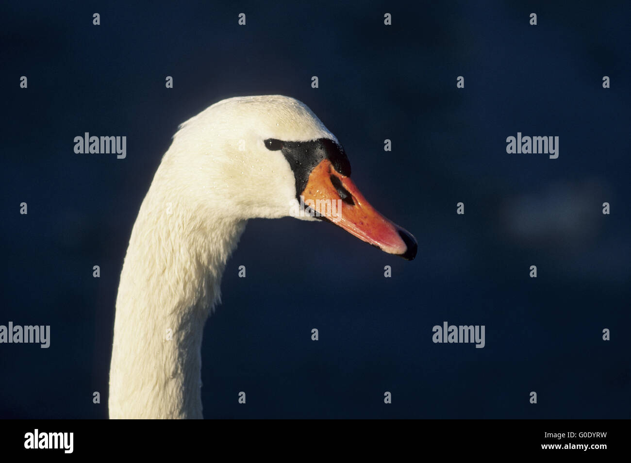 Portrait of a Mute Swan female bird Stock Photo - Alamy