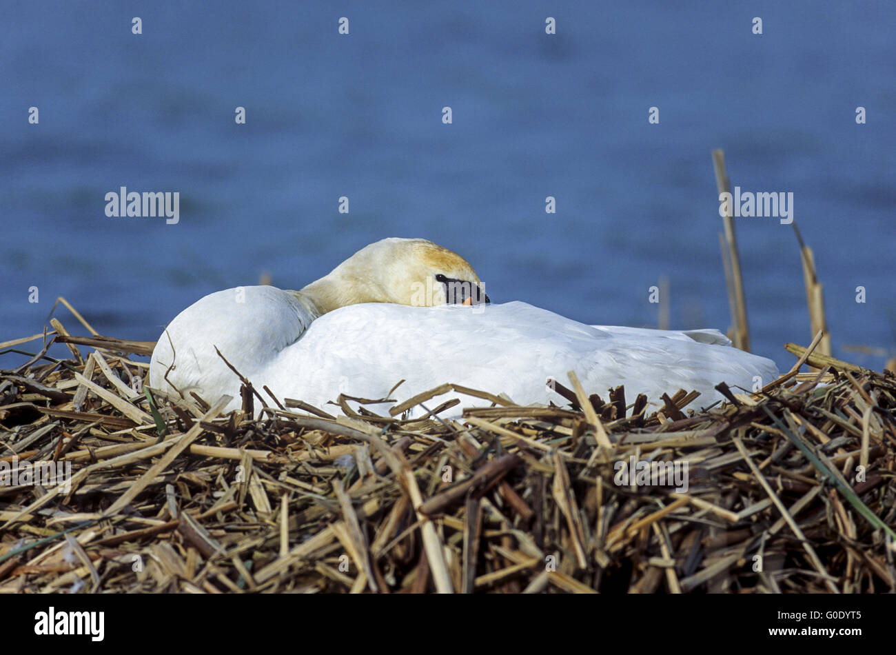 Brooding swan hi-res stock photography and images - Alamy