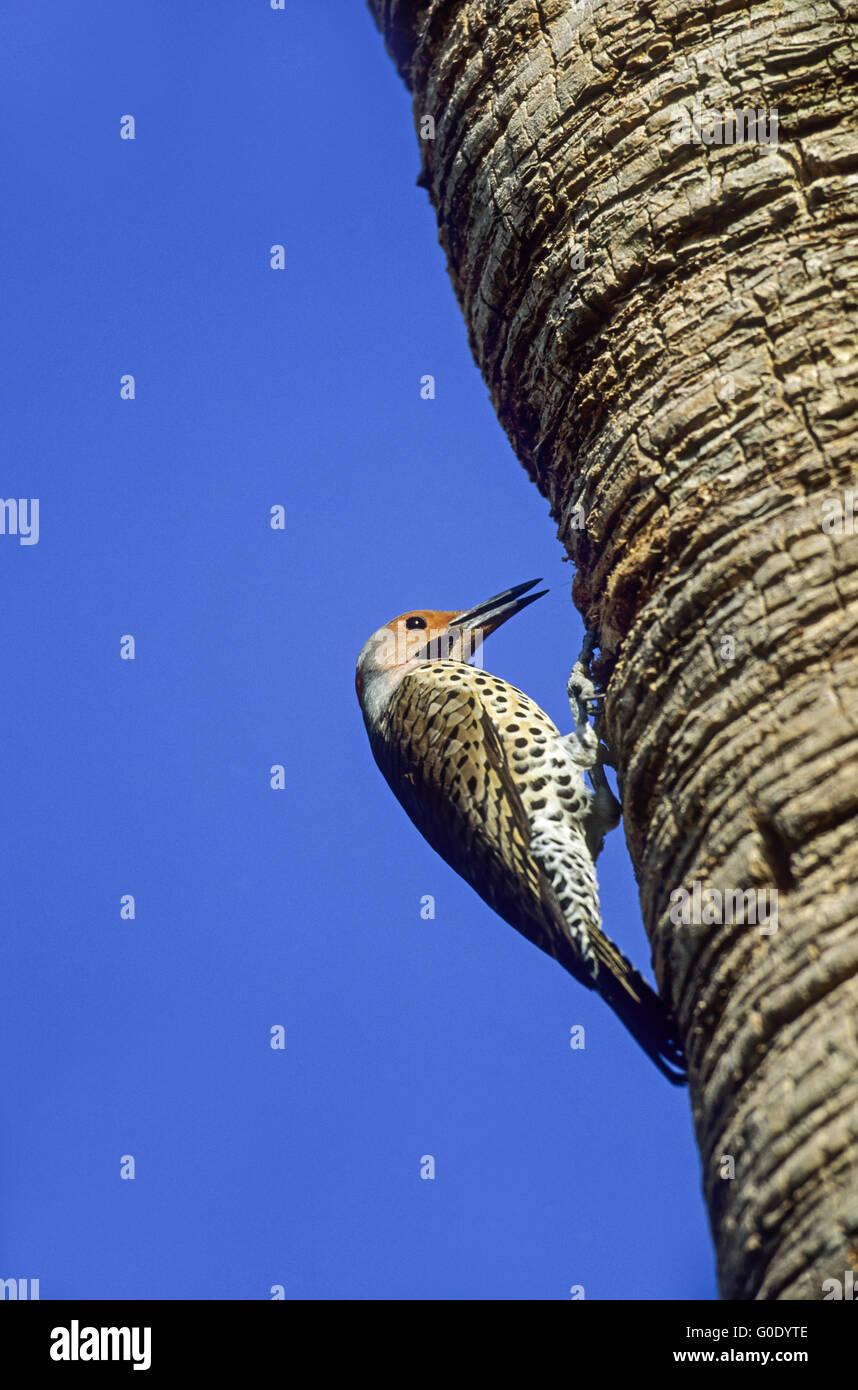 Male red shafted northern flicker colaptes hi-res stock photography and ...