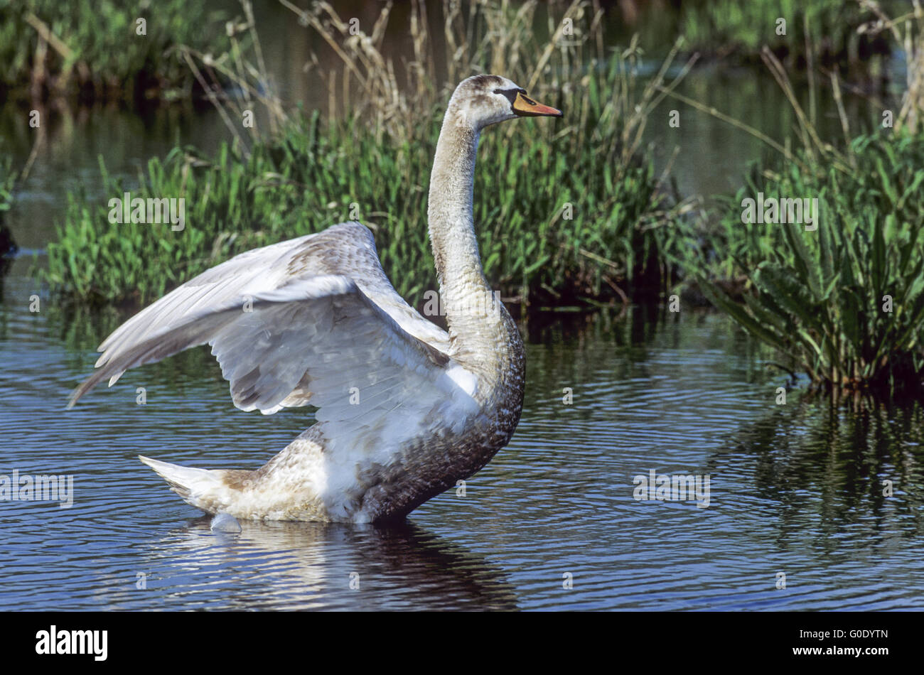 Swan and immature swan swimming hi-res stock photography and images - Alamy