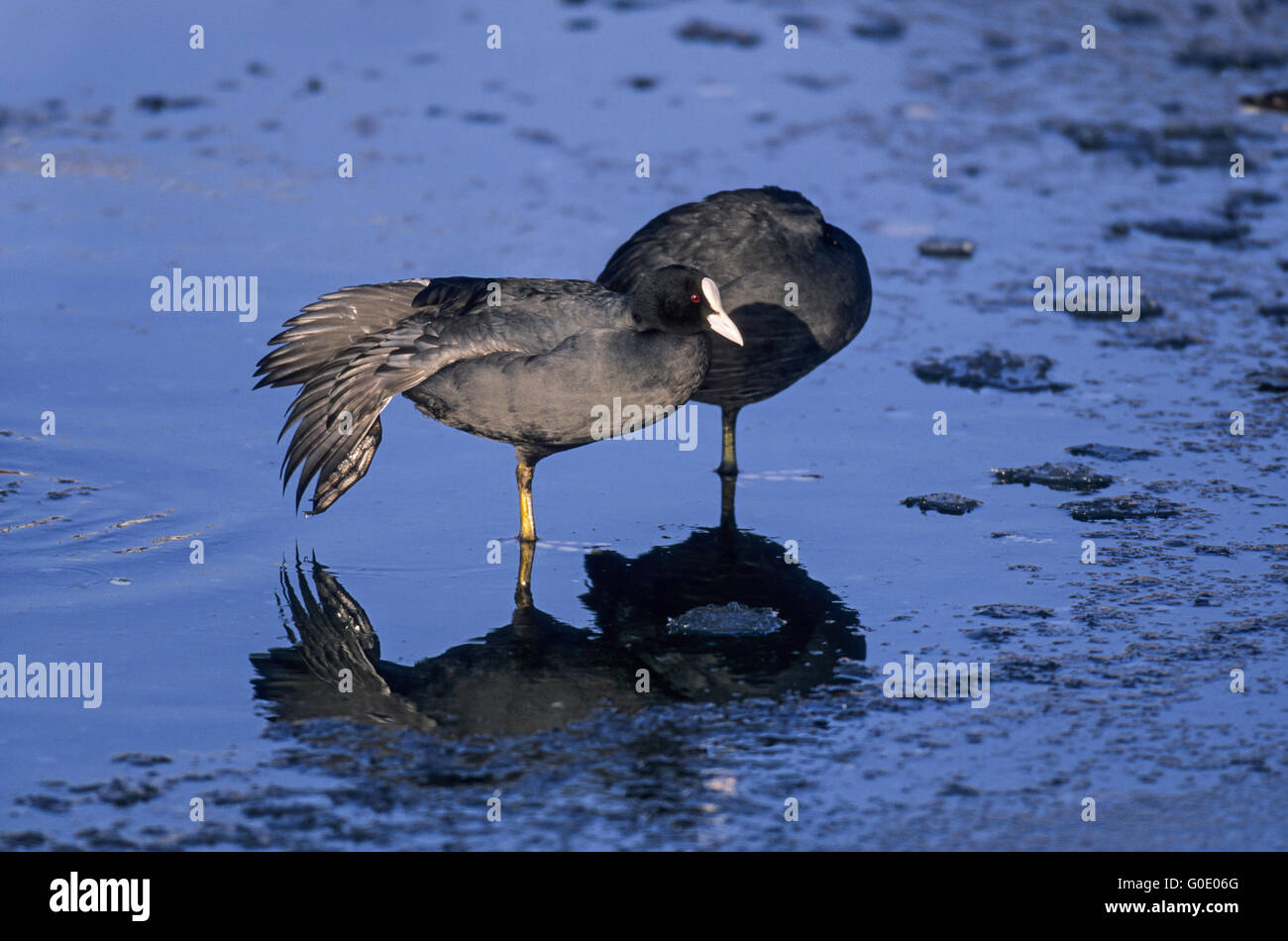 Landscape format coot image hi-res stock photography and images - Alamy