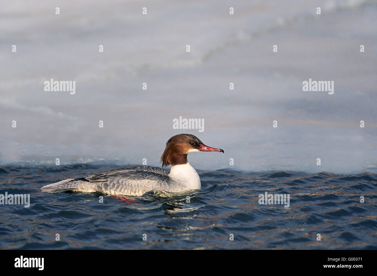 Goosander mergus merganser coast hi-res stock photography and images ...