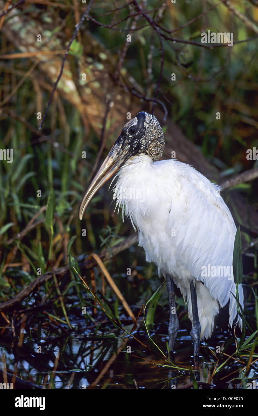 Wood Stork adult bird rest on the shore of a swamp Stock Photo - Alamy