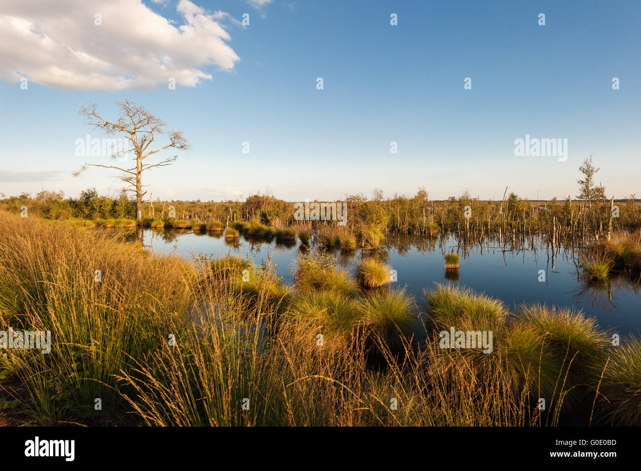 Goldenstedter moor bog germany hi-res stock photography and images - Alamy