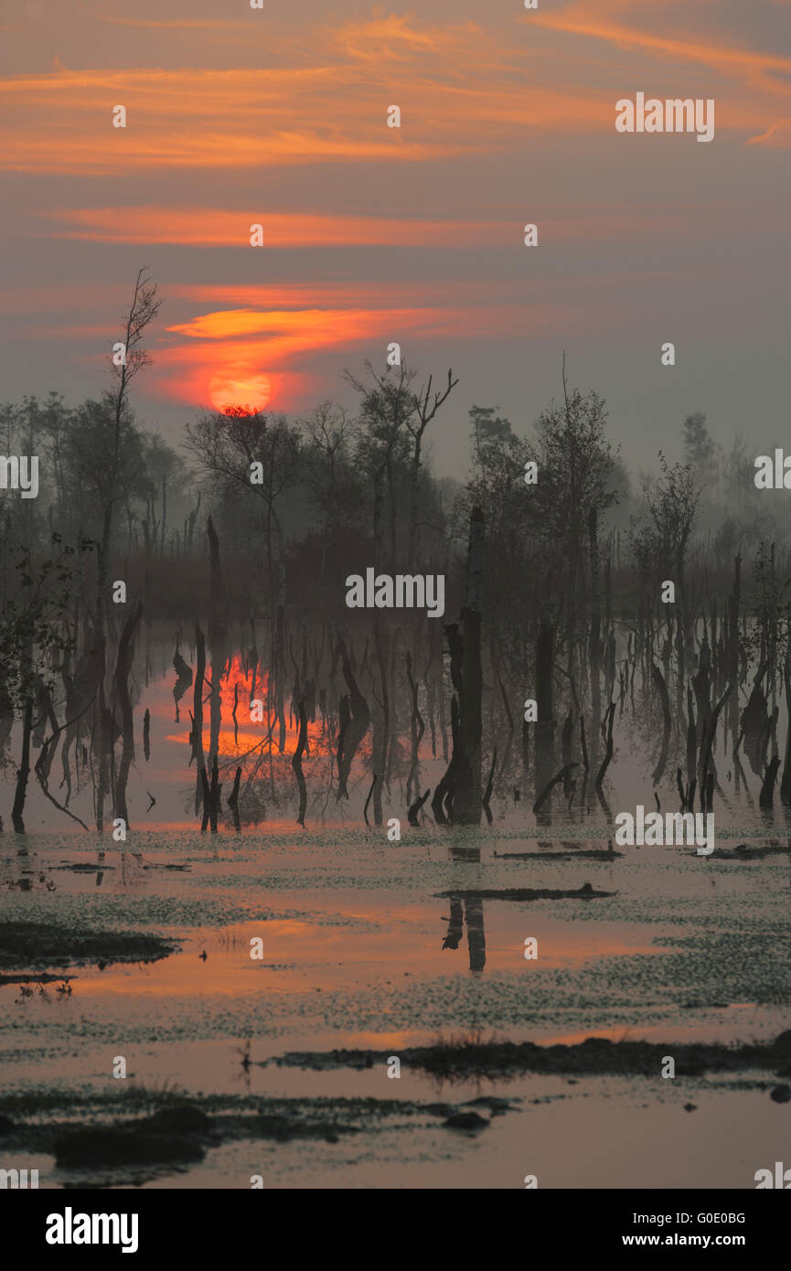 Peat bog Germany Stock Photo - Alamy