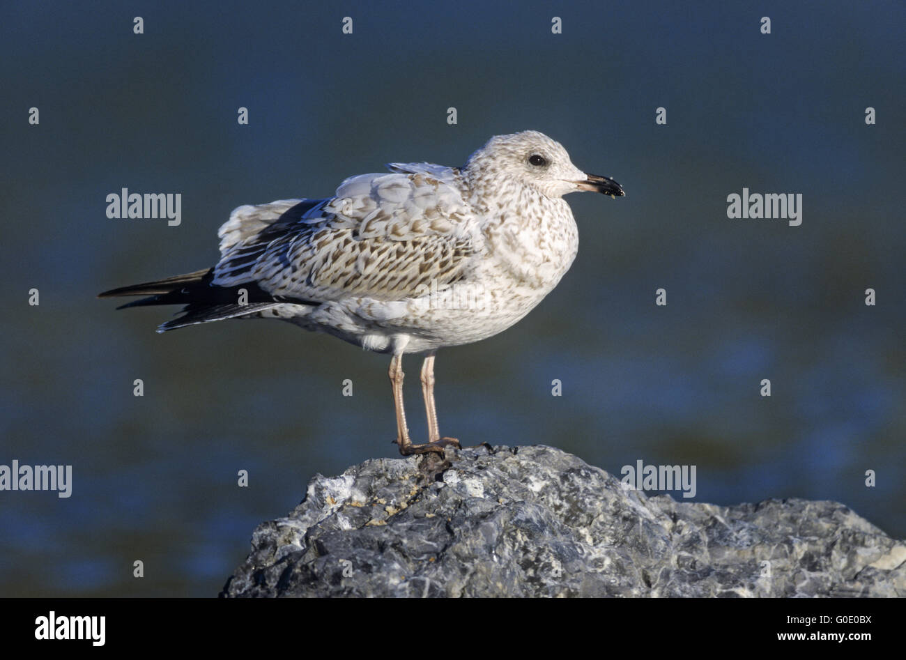 Ring-billed Gull juvenile bird in first winter Stock Photo - Alamy