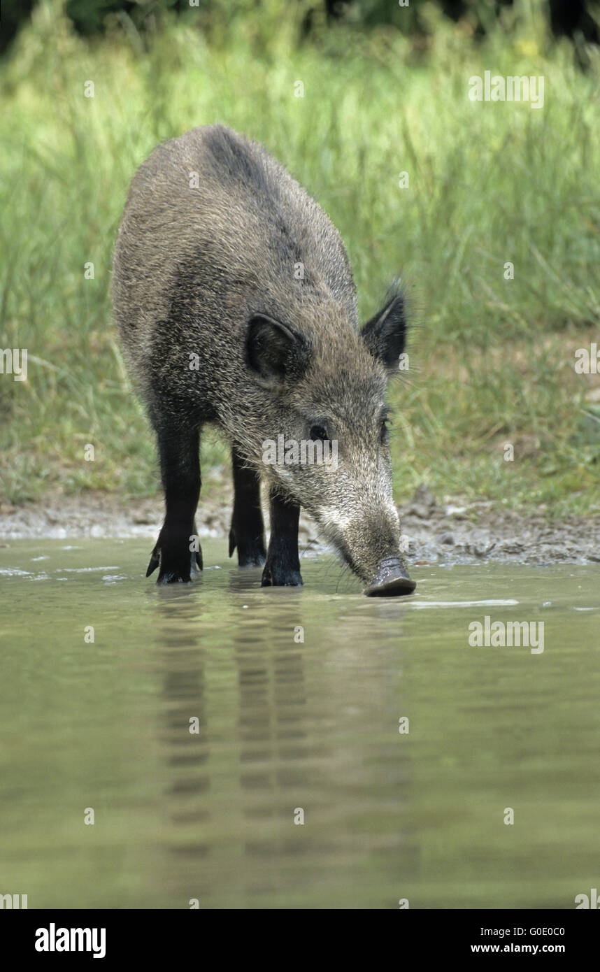 Sow drinks water hi-res stock photography and images - Alamy