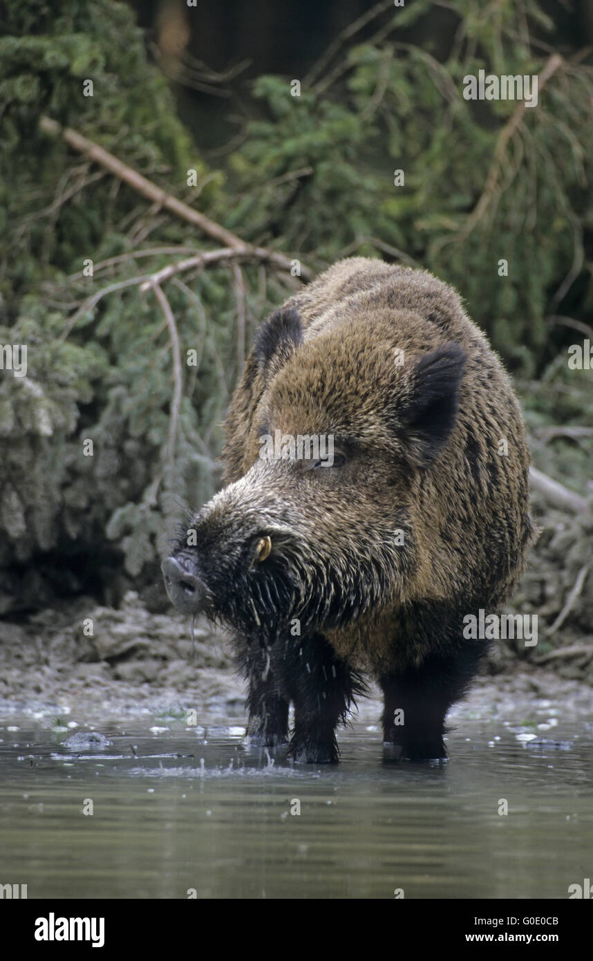 Wild Boar tusker visit a wallow and drinks water Stock Photo - Alamy