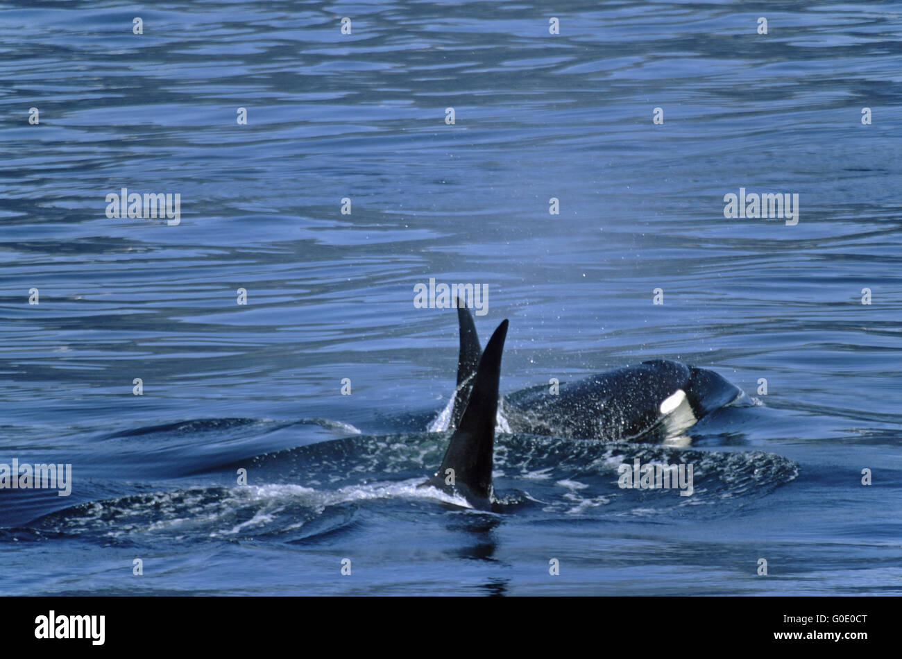 Kenai fjords national park seward alaska orcinus orca hi-res stock ...